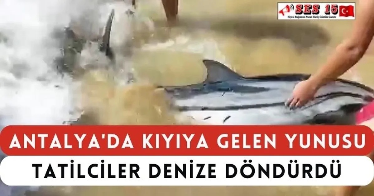 Antalya'da Kıyıya Gelen Yunusu Tatilciler Denize Döndürdü - SES15