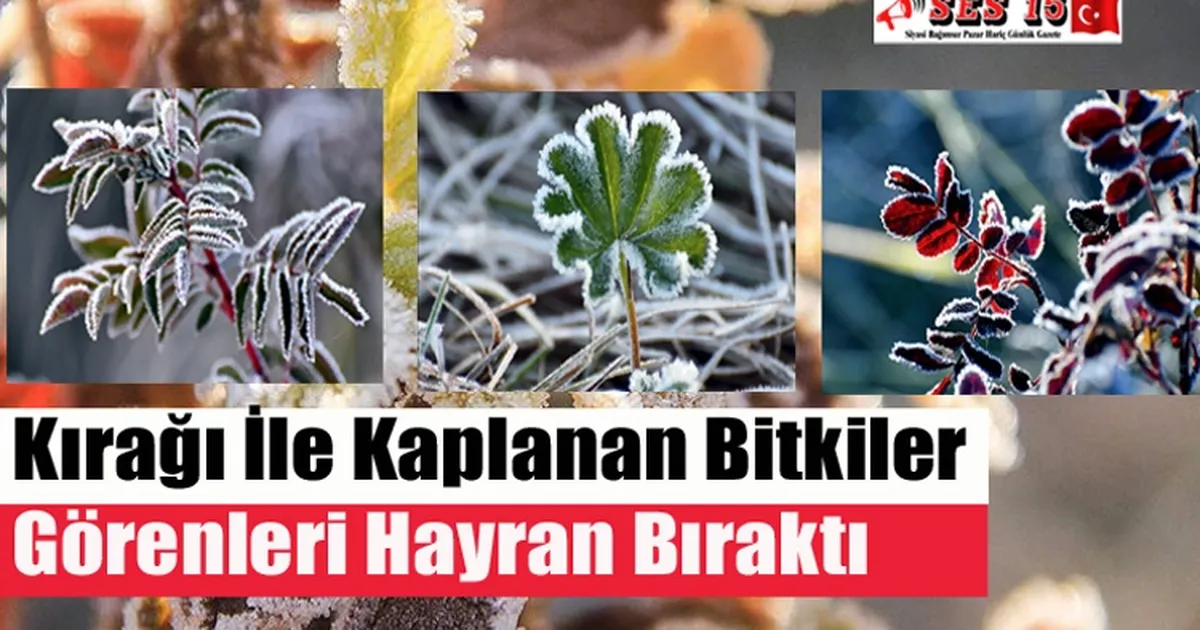 Kırağı İle Kaplanan Bitkiler Görenleri Hayran Bıraktı - SES15